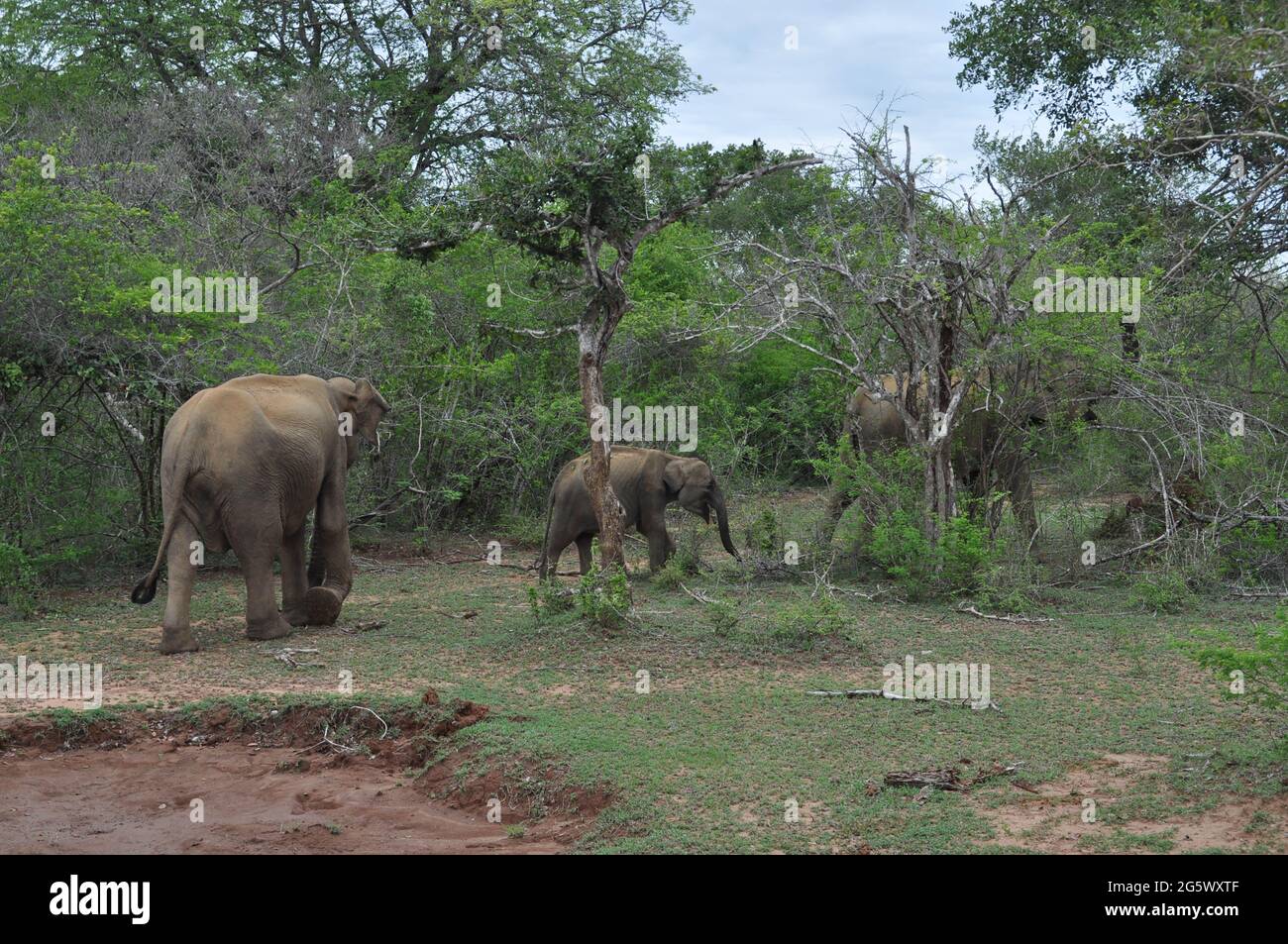 Elephants in Yala National Park, Sri Lanka Stock Photo - Alamy