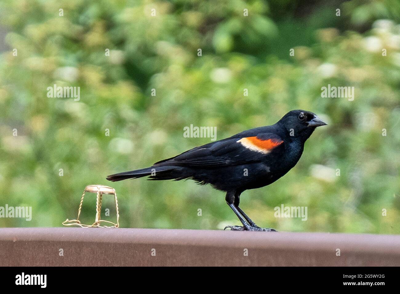 Red wing bird on railing hi-res stock photography and images - Alamy