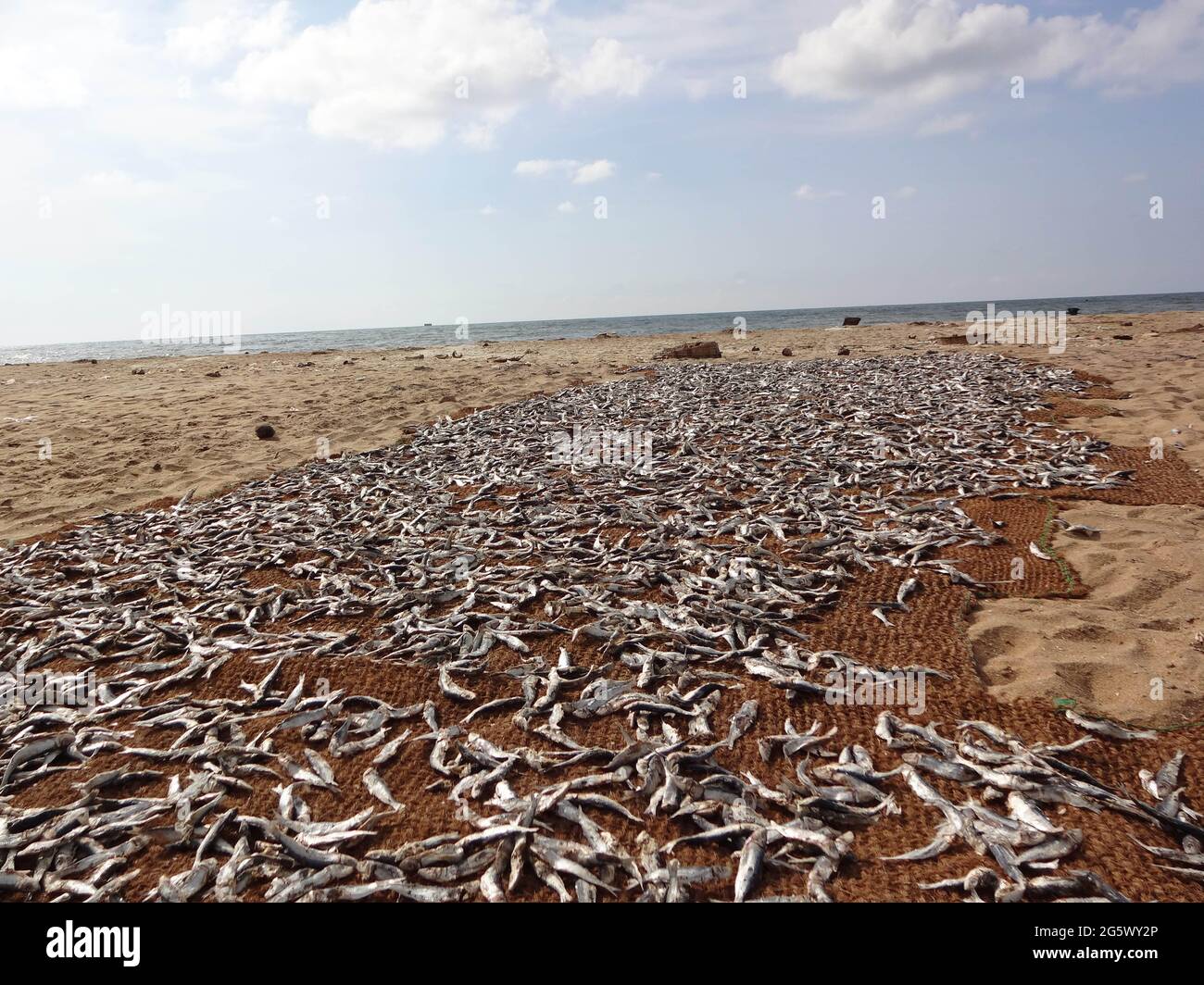 Drying fish on a fish market in Negombo, Sri Lanka Stock Photo - Alamy