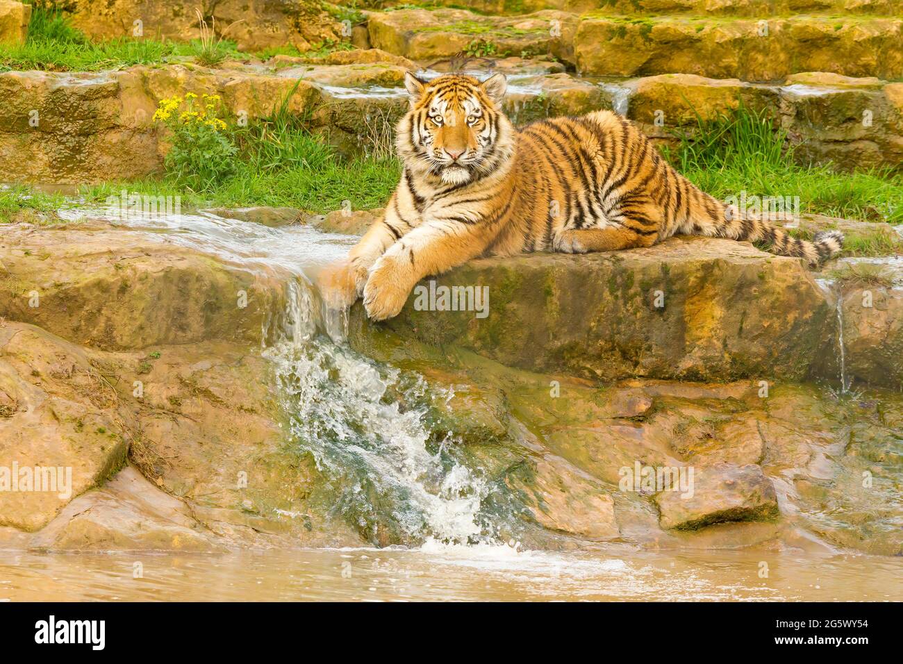 Siberian Tiger Hunting Bear