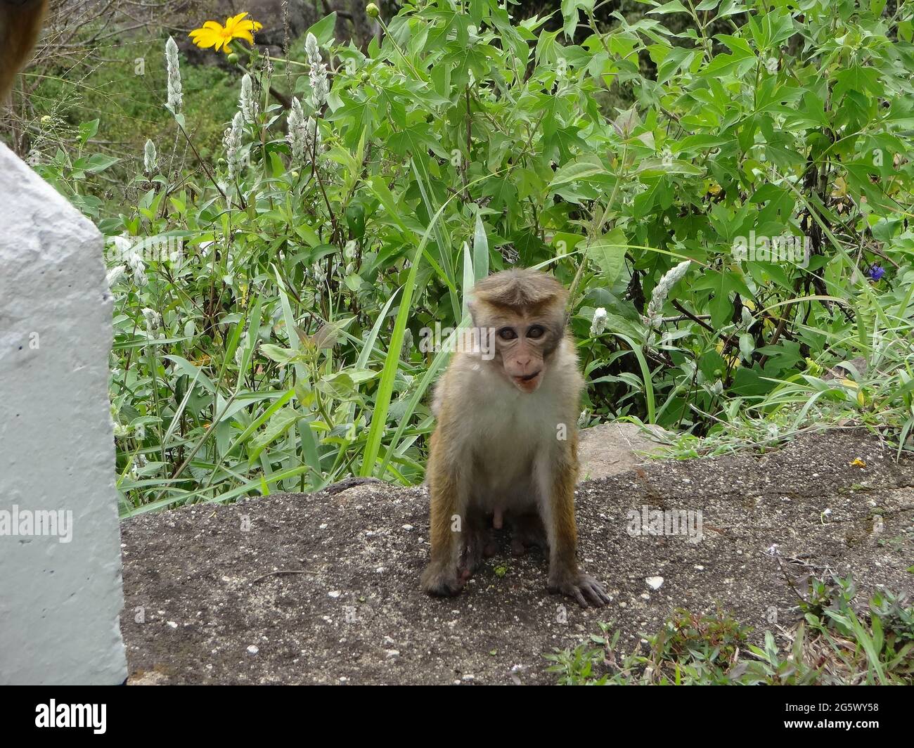 Toque macaque monkey sri lanka baby hi-res stock photography and images ...