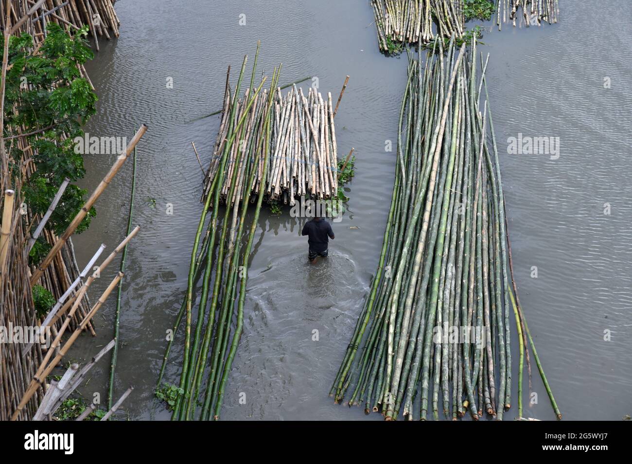 Bamboo sticks are seen on a Bamboo market in Bangladesh, on 30 June ...