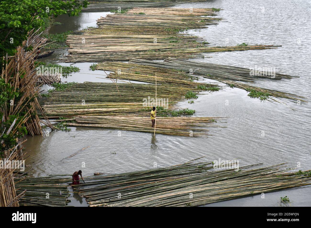 Bamboo sticks are seen on a Bamboo market in Bangladesh, on 30 June ...