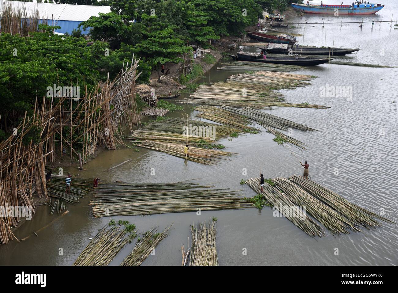 Bamboo sticks are seen on a Bamboo market in Bangladesh, on 30 June ...
