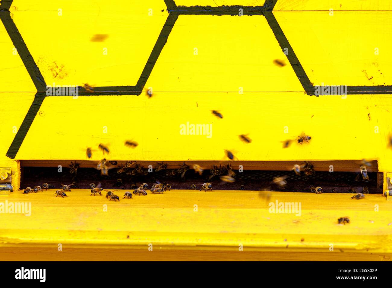 A swarm of honey bees at the bee house Stock Photo - Alamy