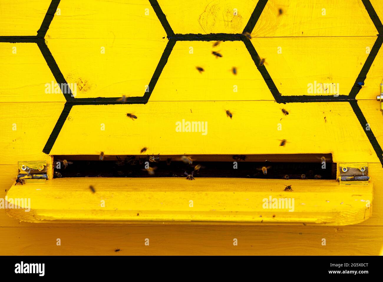 A swarm of honey bees at the bee house Stock Photo - Alamy