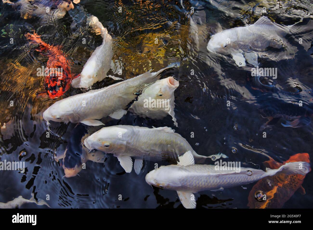 Underwater carp hi-res stock photography and images - Alamy