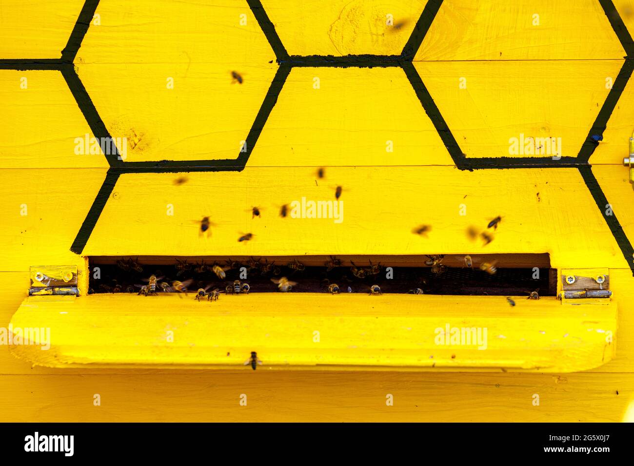 A swarm of honey bees at the bee house Stock Photo - Alamy