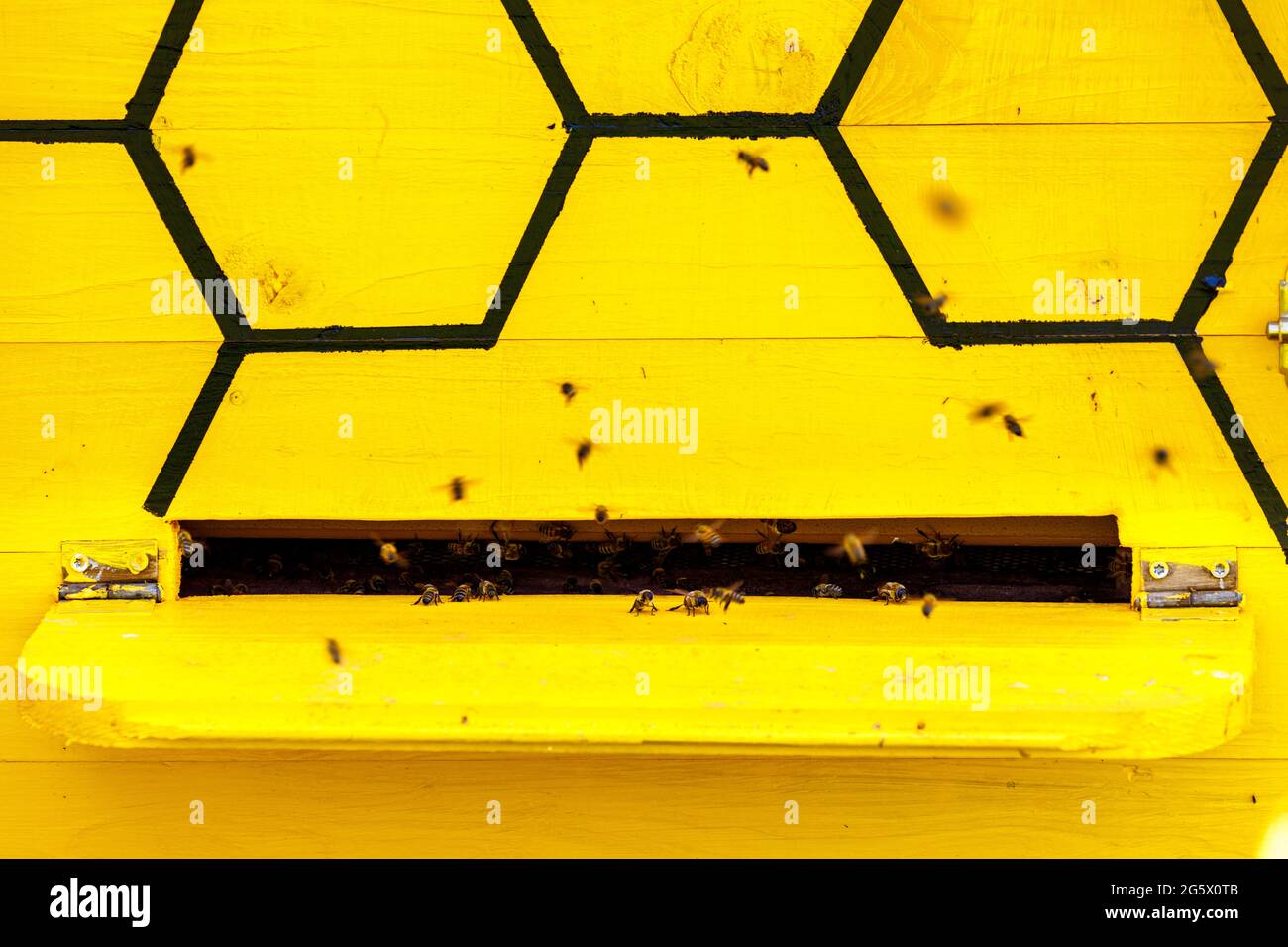 A swarm of honey bees at the bee house Stock Photo - Alamy