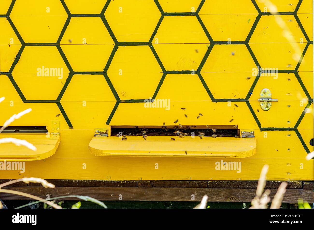 A swarm of honey bees at the bee house Stock Photo - Alamy