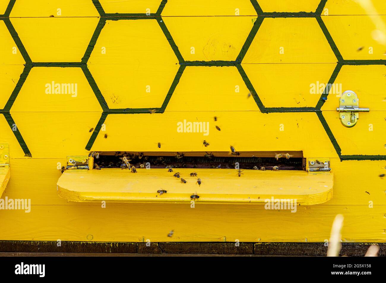 A swarm of honey bees at the bee house Stock Photo - Alamy