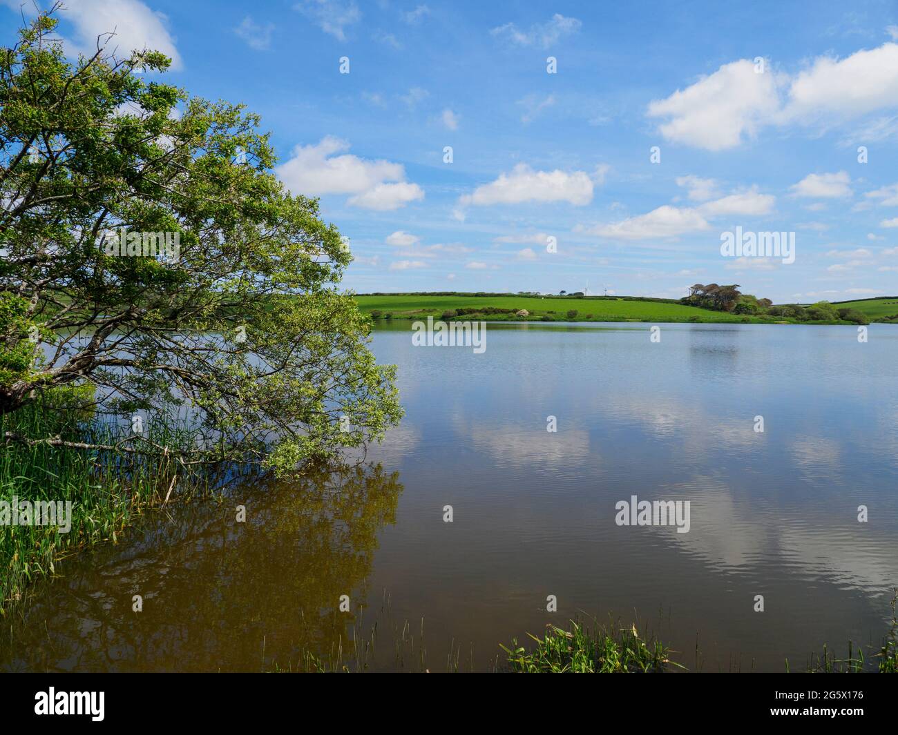 Tree hanging over lake, Devon, UK Stock Photo - Alamy