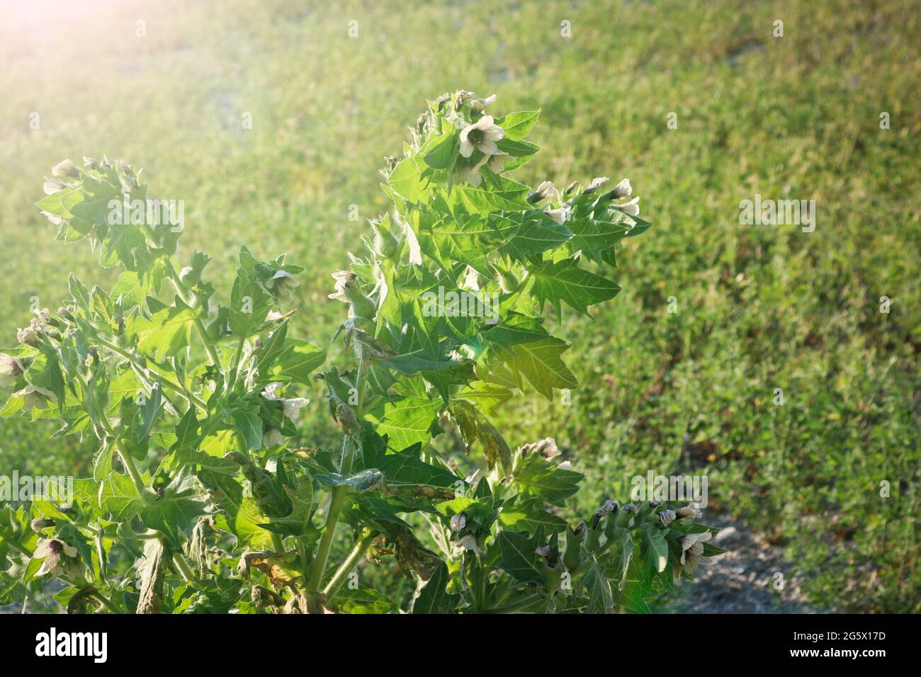 Black henbane (Hyoscyamus niger), a flowering poisonous plant ...
