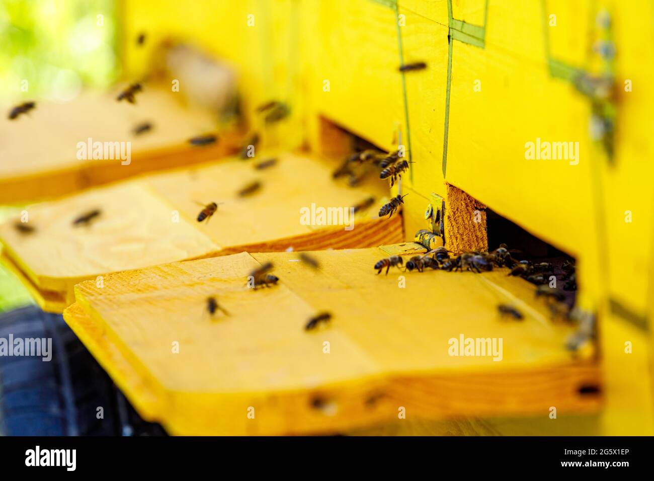 A swarm of honey bees at the bee house Stock Photo - Alamy