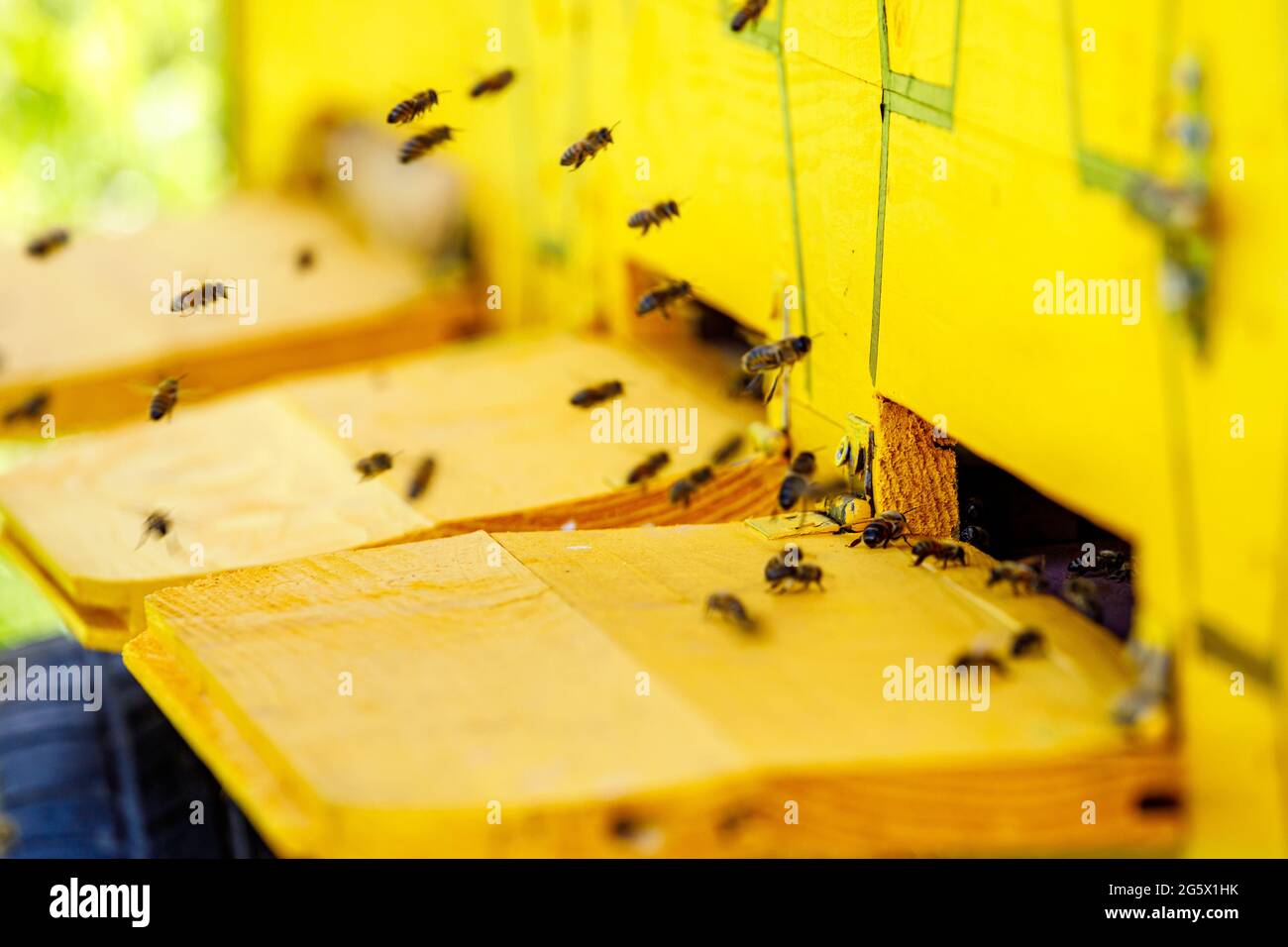A swarm of honey bees at the bee house Stock Photo - Alamy
