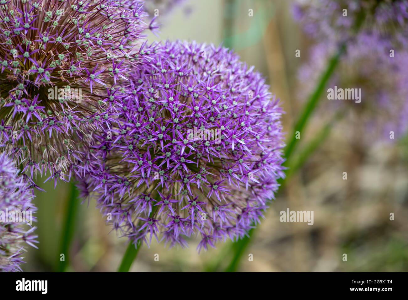 Allium Seed Heads High Resolution Stock Photography and Images - Alamy
