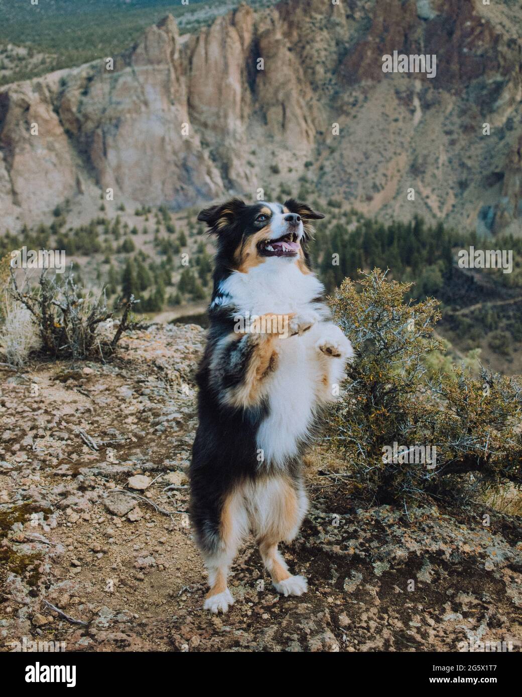 Australian shepherd standing hi-res stock photography and images - Alamy