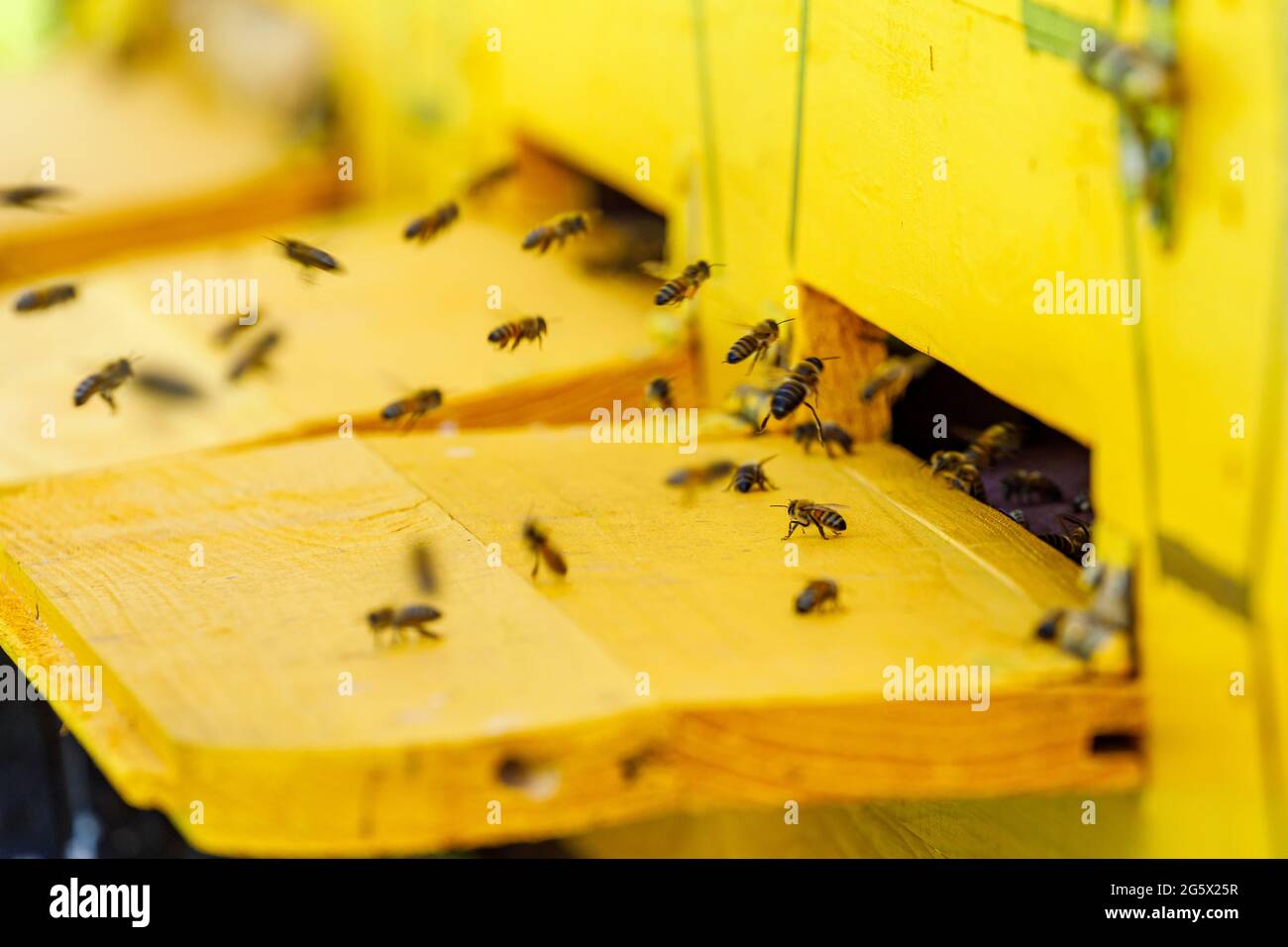 A swarm of honey bees at the bee house Stock Photo - Alamy