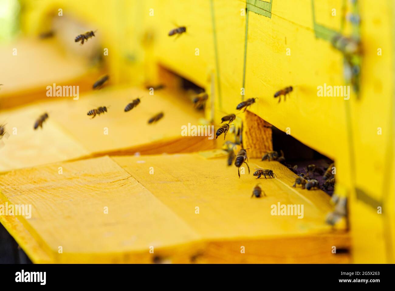 A swarm of honey bees at the bee house Stock Photo - Alamy