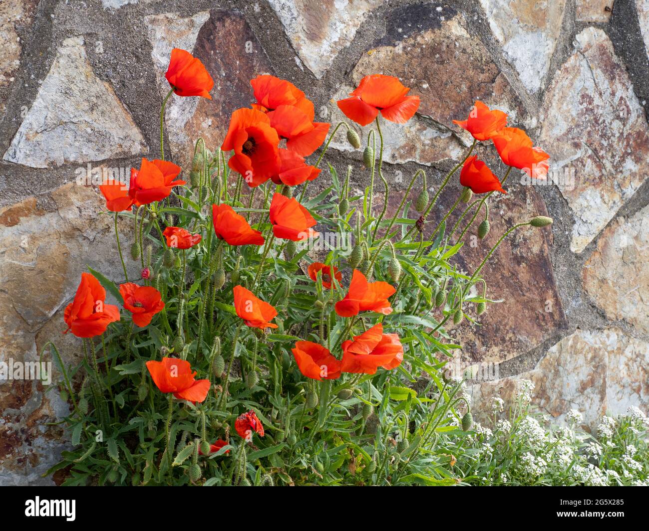 Poppies growing against a garden wall, Cornwall, UK Stock Photo - Alamy