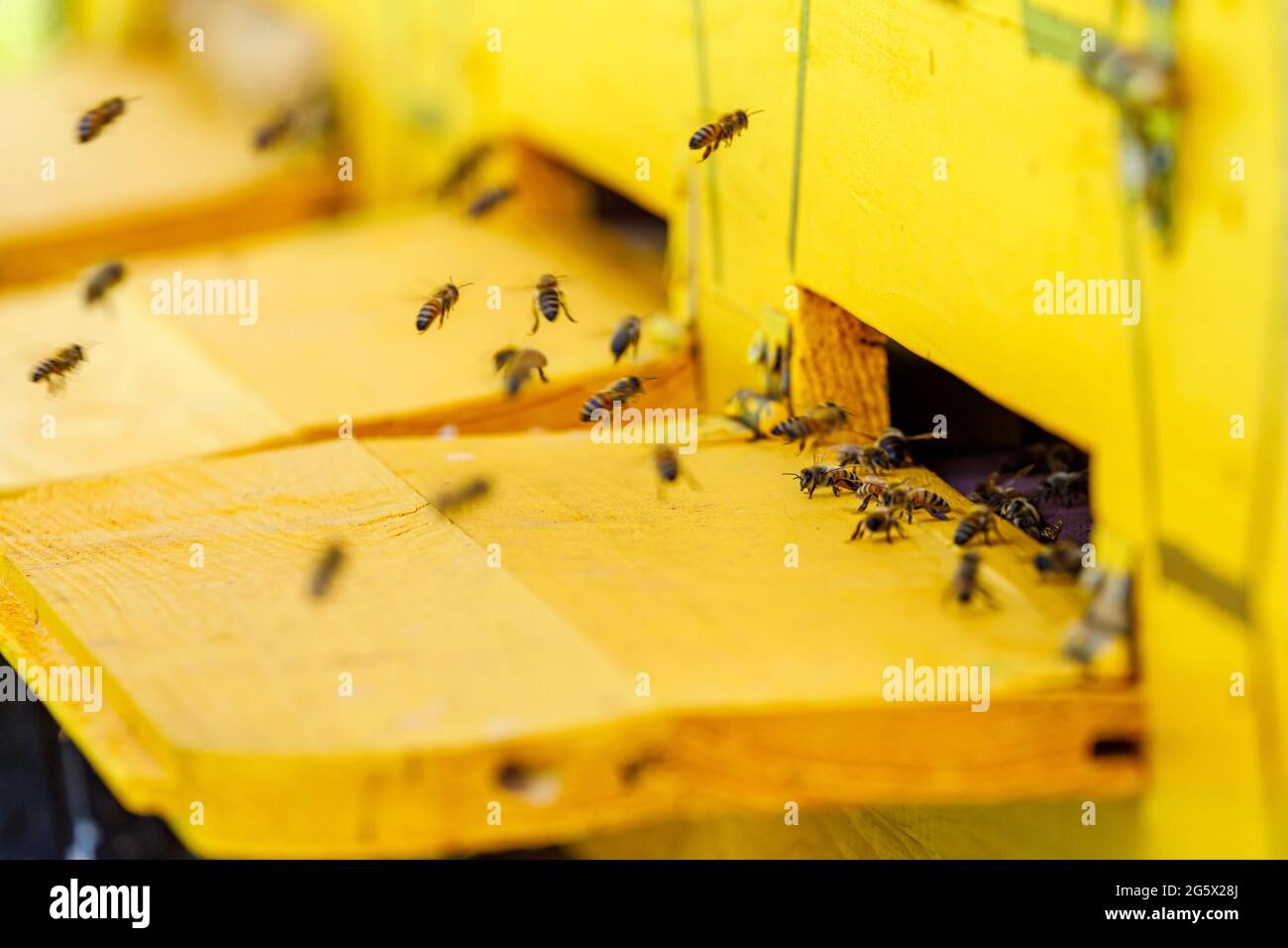 A swarm of honey bees at the bee house Stock Photo - Alamy