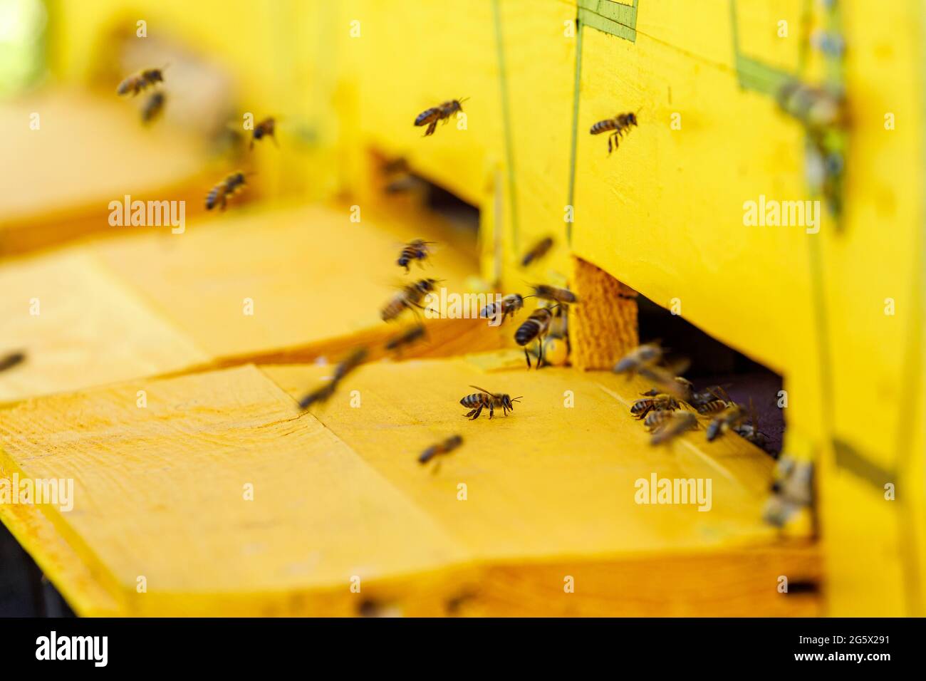 A swarm of honey bees at the bee house Stock Photo - Alamy