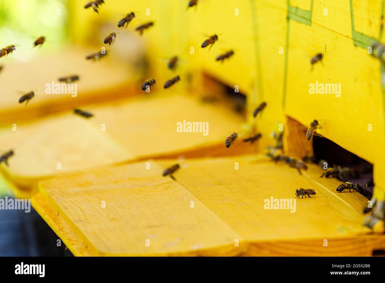 A swarm of honey bees at the bee house Stock Photo - Alamy