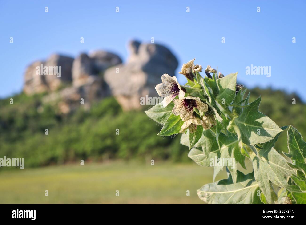 Black henbane (Hyoscyamus niger), a flowering poisonous plant ...