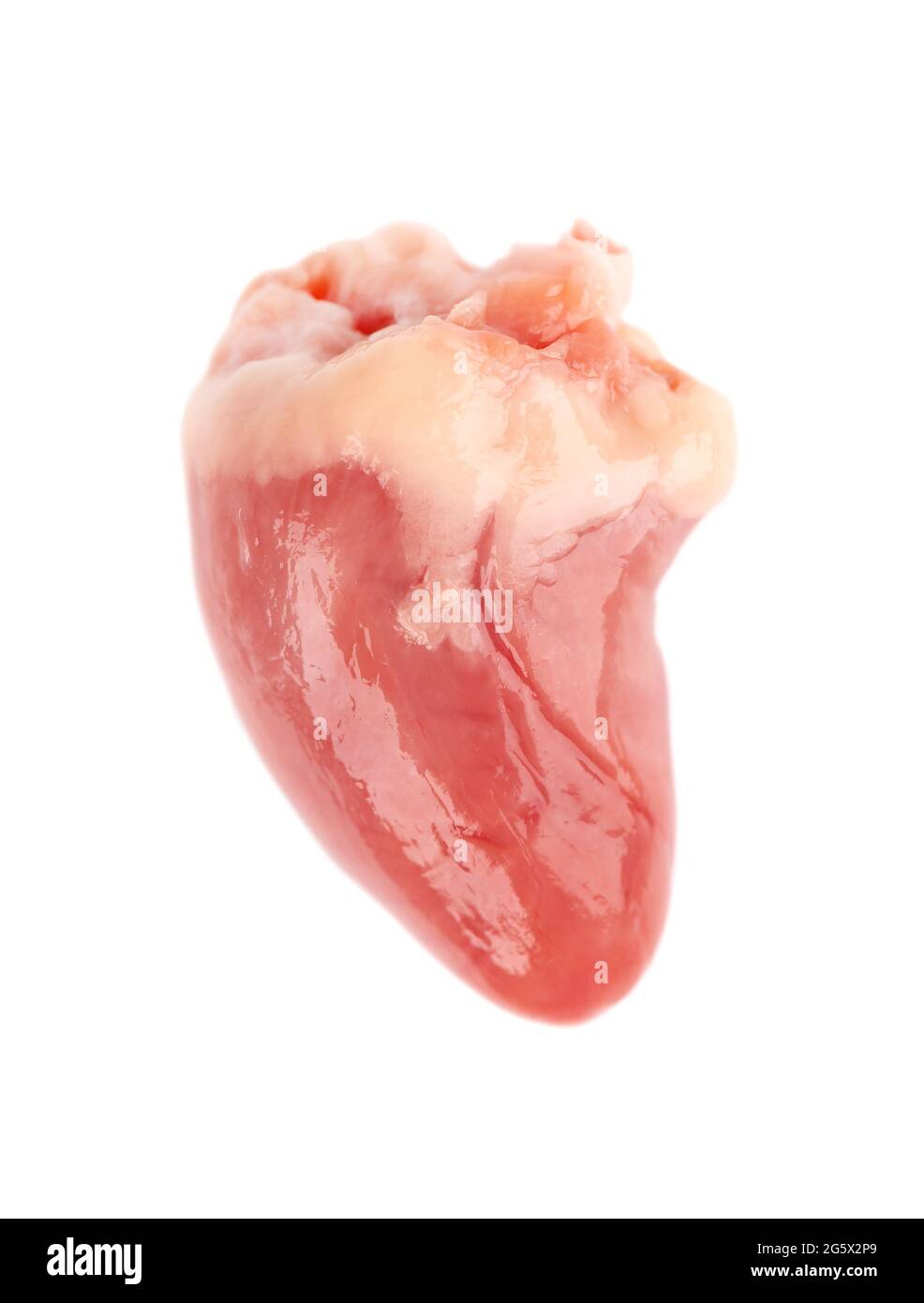 Chicken heart raw isolated on white background. Fresh chicken broiler ...