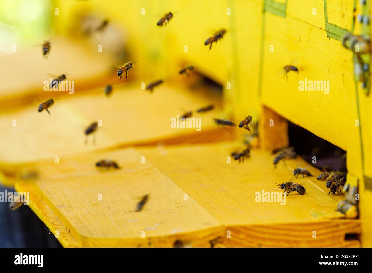A swarm of honey bees at the bee house Stock Photo - Alamy