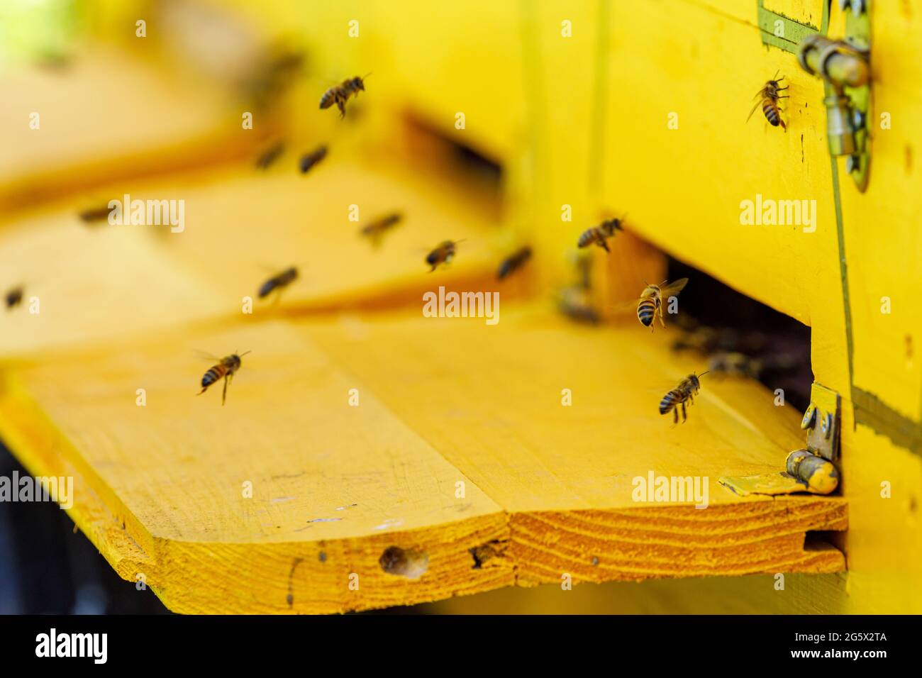 A swarm of honey bees at the bee house Stock Photo - Alamy