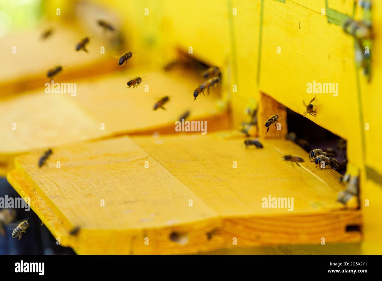 A swarm of honey bees at the bee house Stock Photo - Alamy