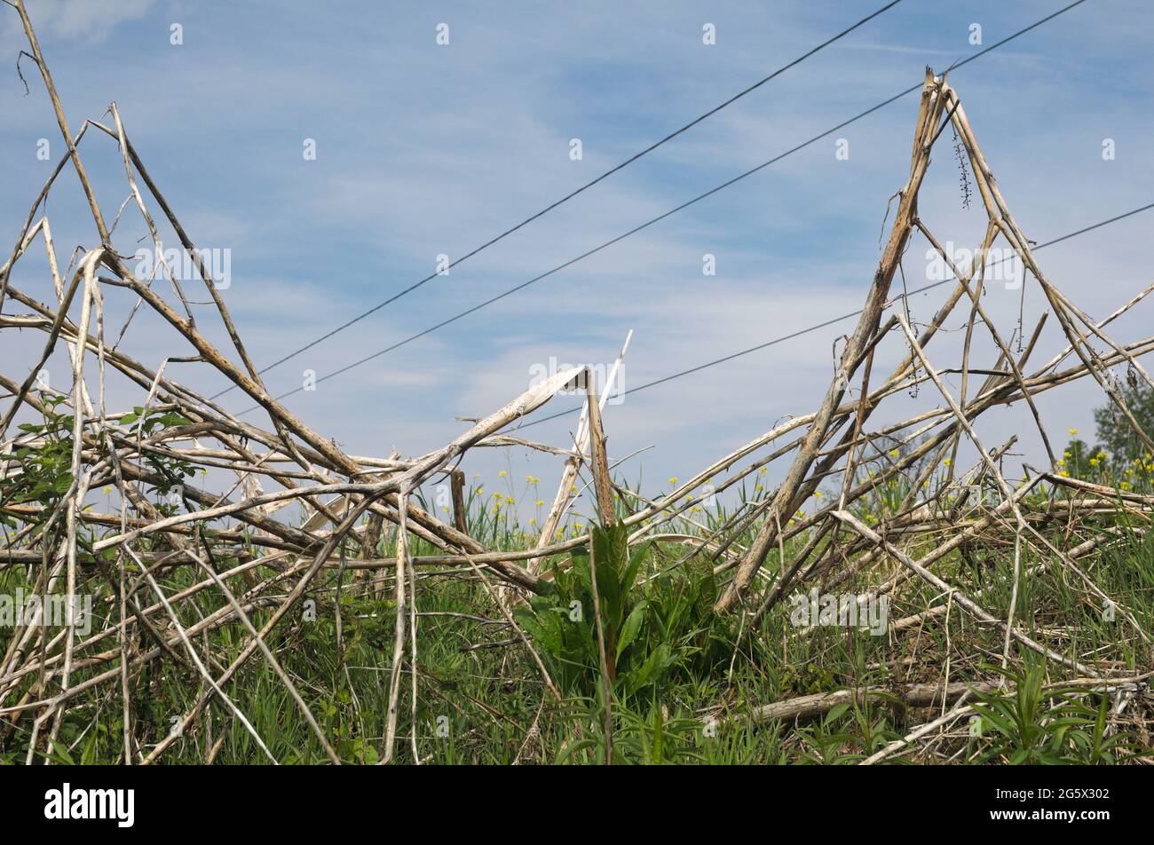 dried shrubs, grass and power lines Stock Photo - Alamy