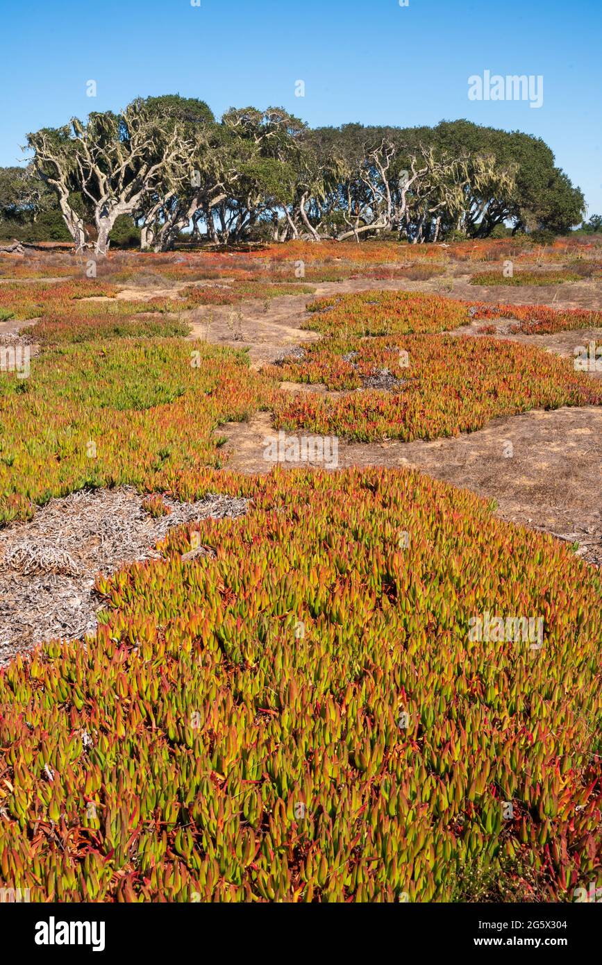 Fort Ord National Monument in California Stock Photo - Alamy