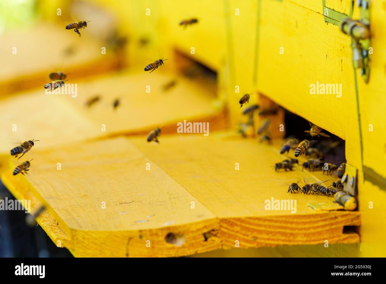A swarm of honey bees at the bee house Stock Photo - Alamy