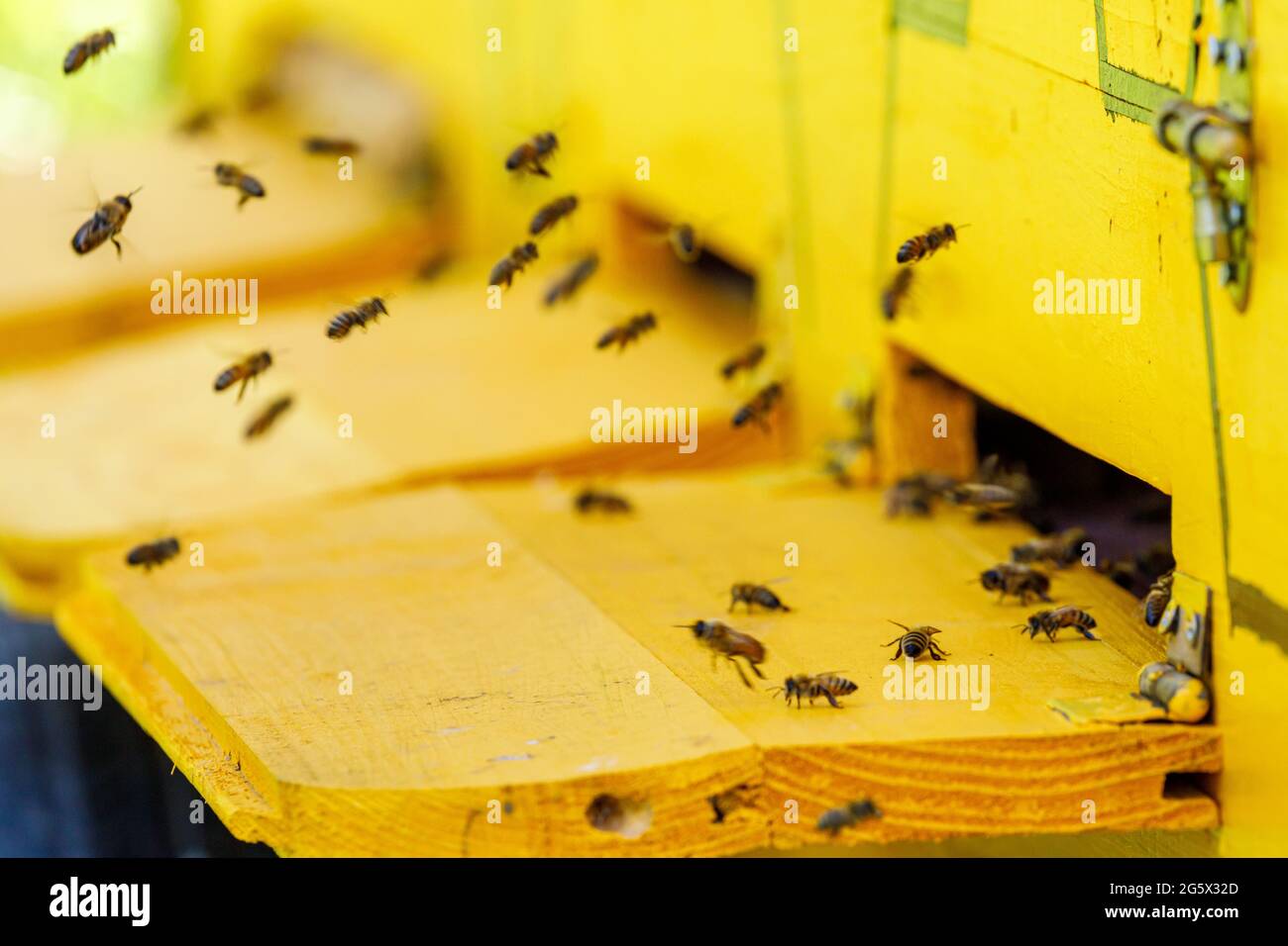 A swarm of honey bees at the bee house Stock Photo - Alamy