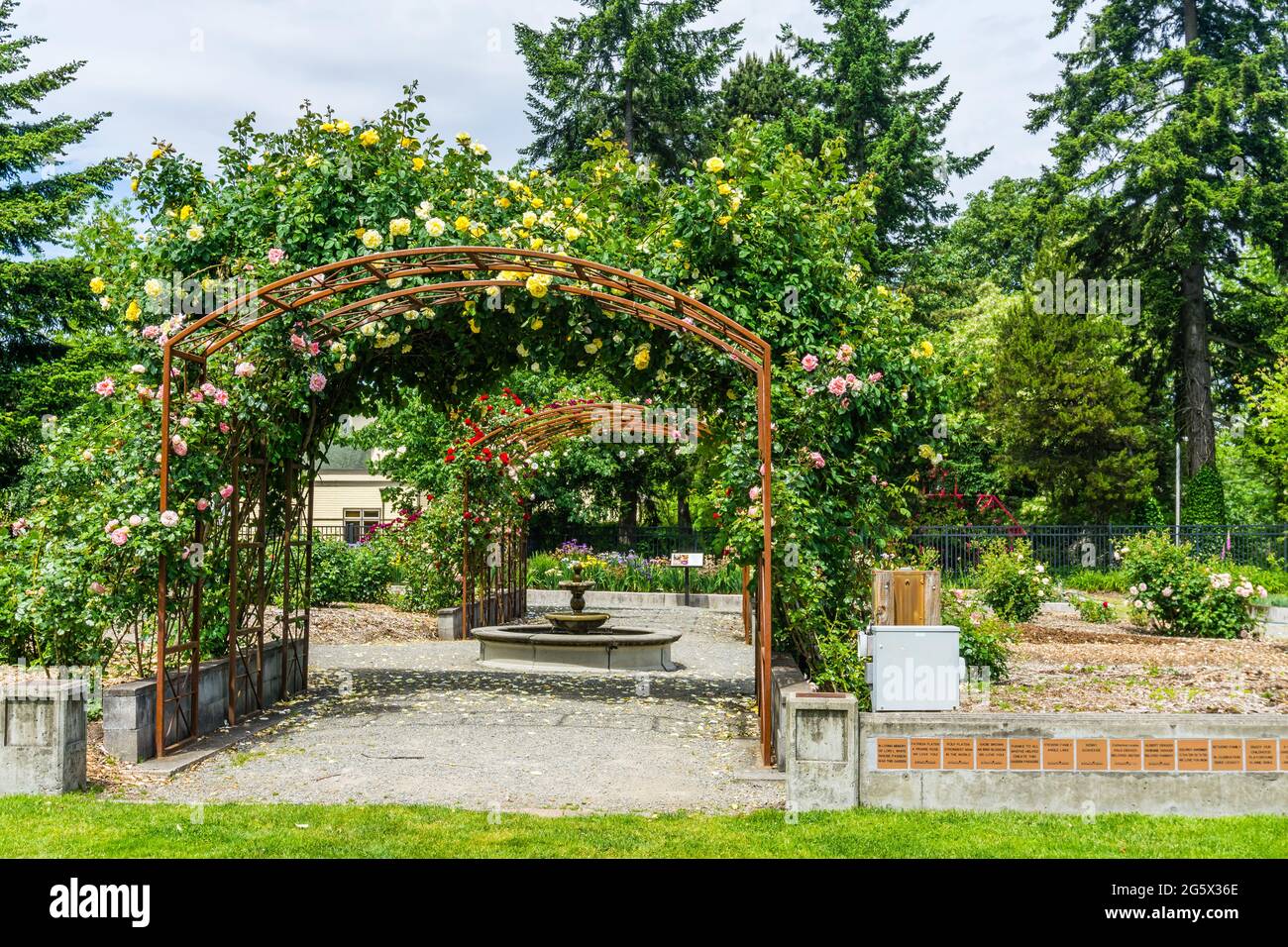 Rose arbors at a garden in Seatac, Washington Stock Photo - Alamy