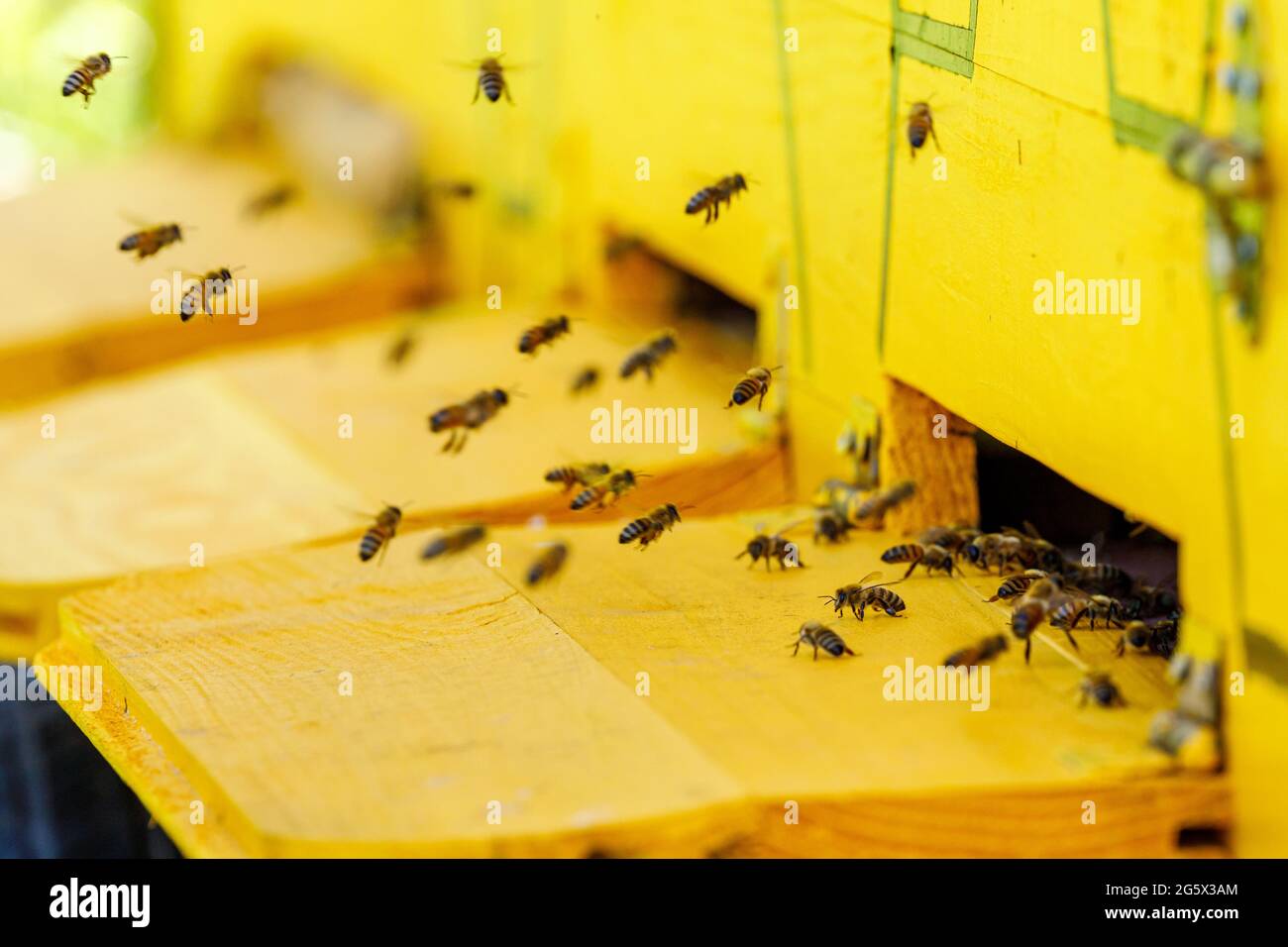 A swarm of honey bees at the bee house Stock Photo - Alamy