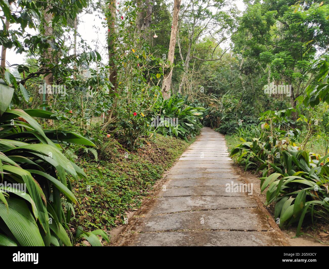 Pathway surrounded by foliage hi-res stock photography and images - Alamy