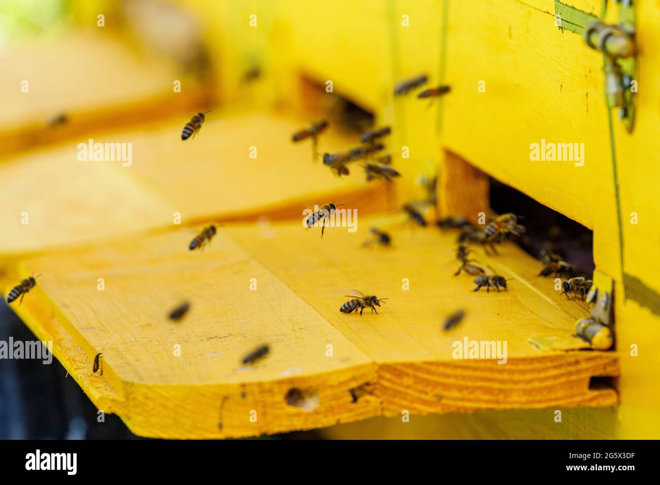 A swarm of honey bees at the bee house Stock Photo - Alamy