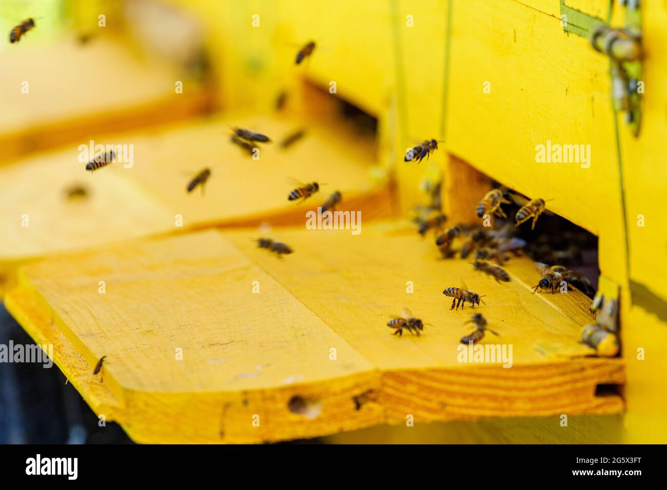 A swarm of honey bees at the bee house Stock Photo - Alamy