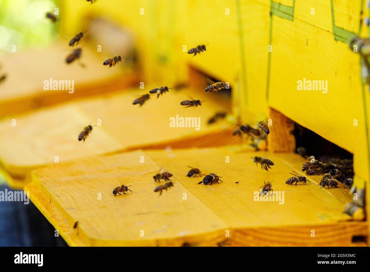 A swarm of honey bees at the bee house Stock Photo - Alamy