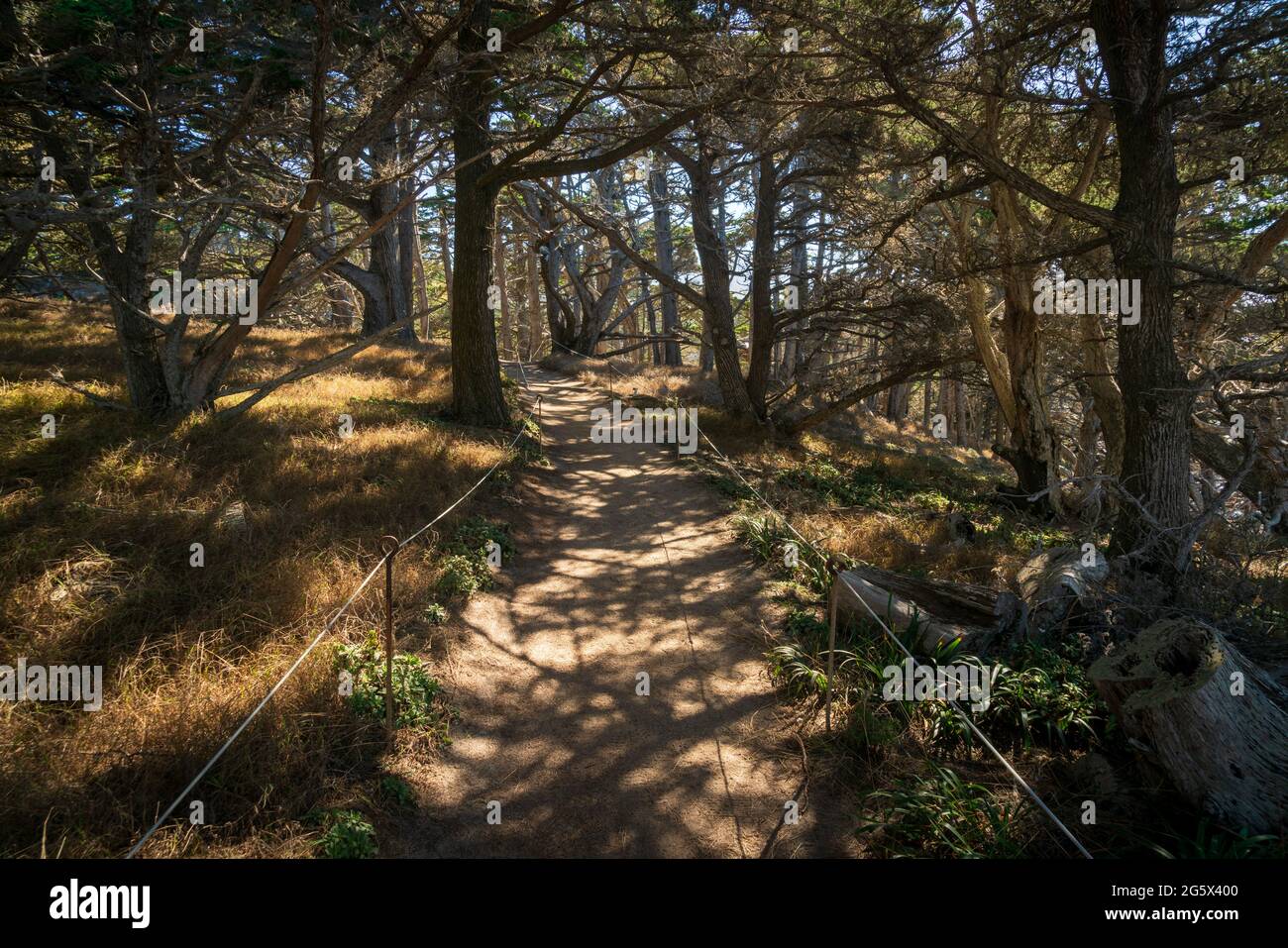 Hiking Trail at Point Lobos State Natural Reserve Stock Photo - Alamy