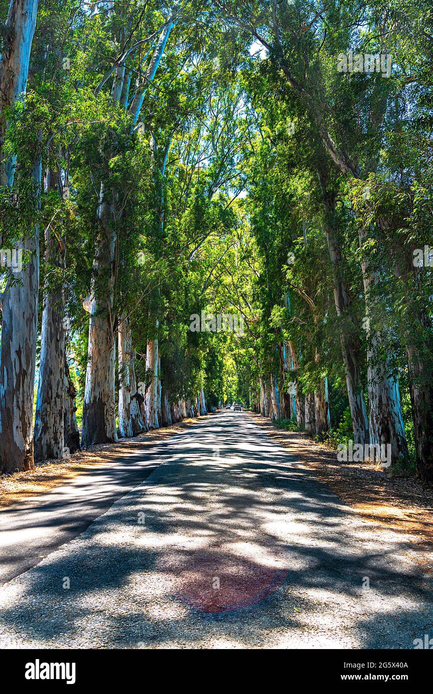 tunnel made with trees Stock Photo - Alamy