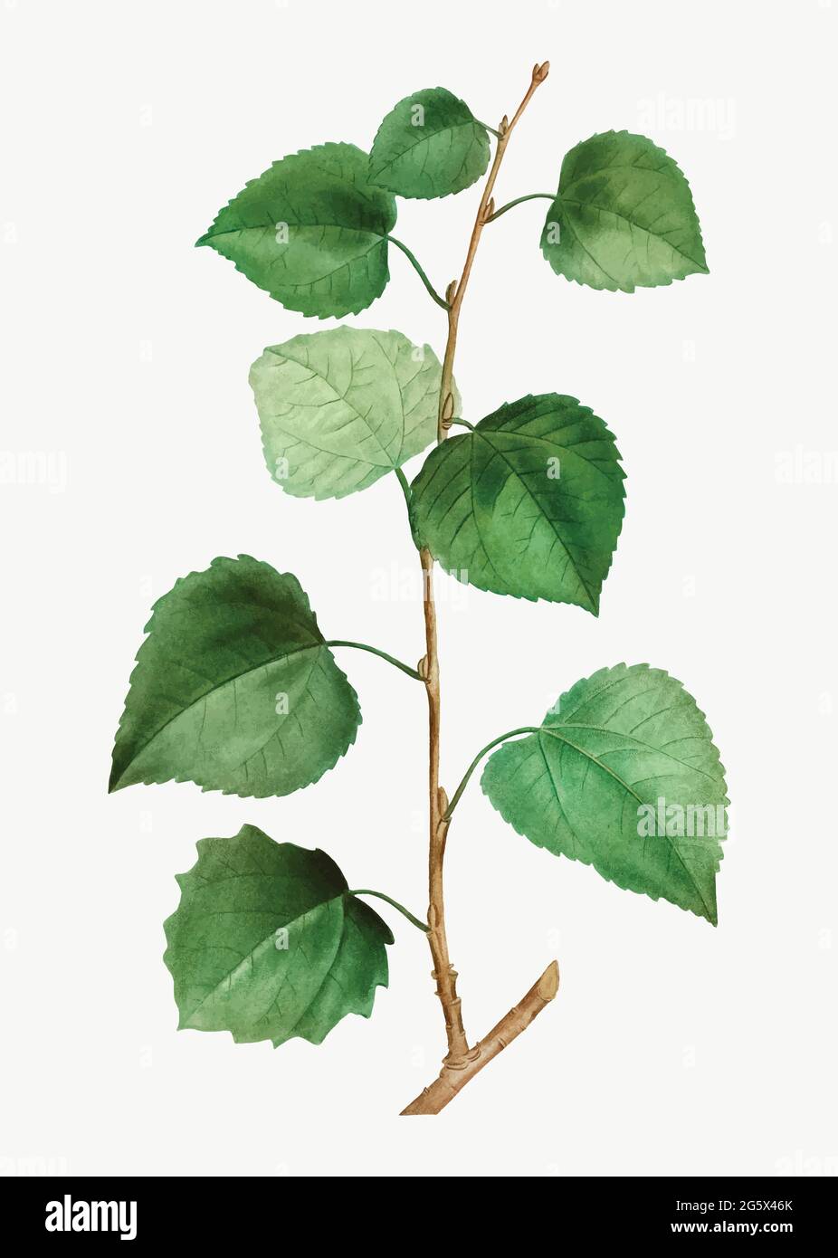 Aspen Tree Branch High Resolution Stock Photography and Images - Alamy