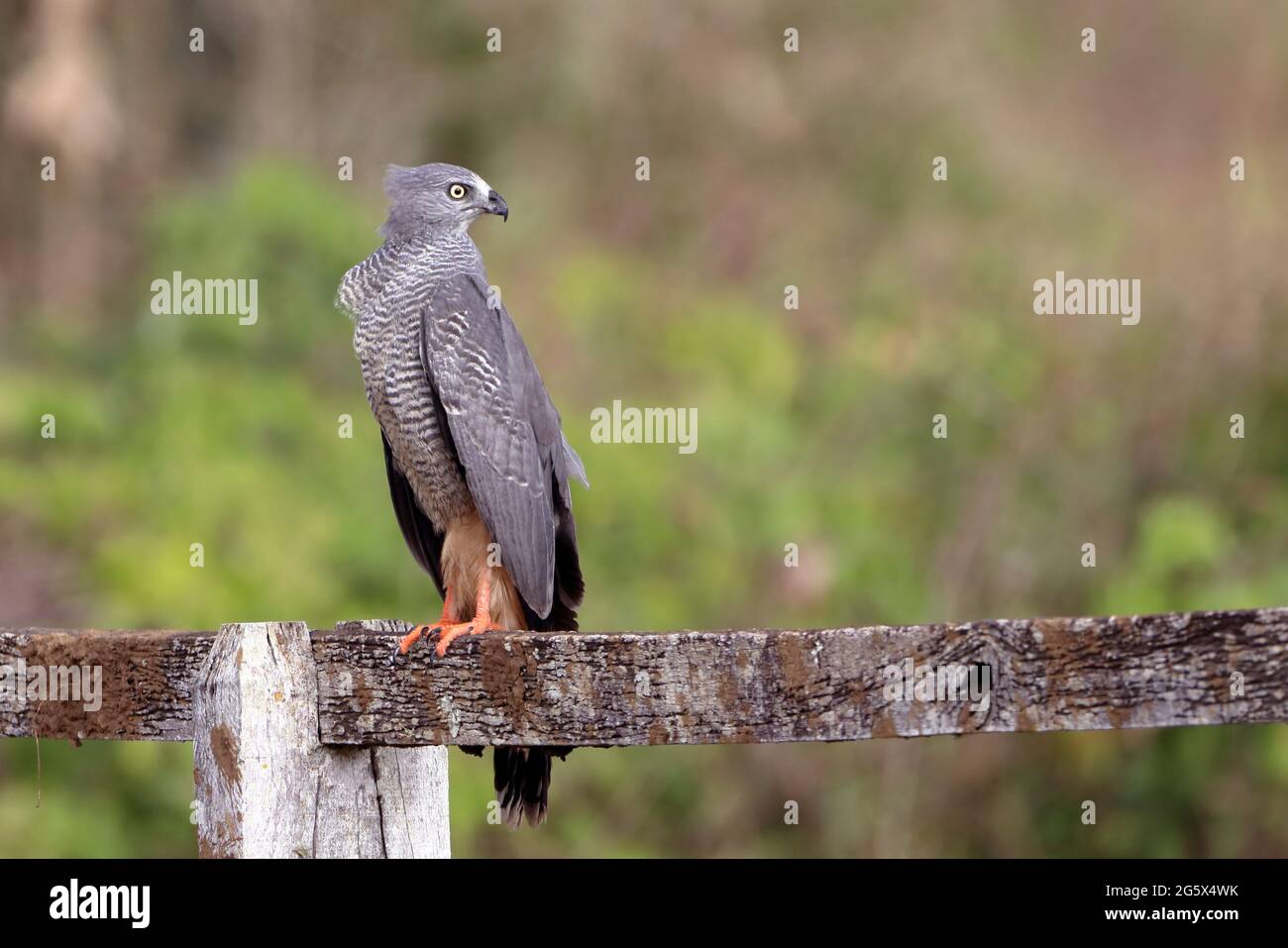 Crane Hawk (Geranospiza caerulescens) perched on a wooden fence in the ...
