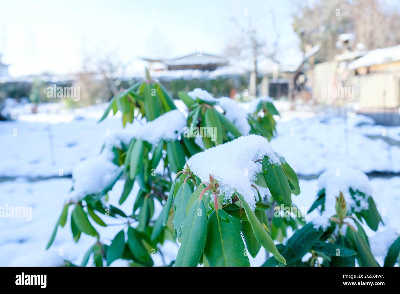 Common rhododendron hi-res stock photography and images - Alamy