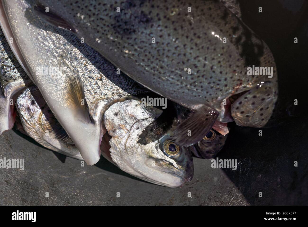 Freshly caught rainbow trout fishes, closeup detail, sun shines on eye ...