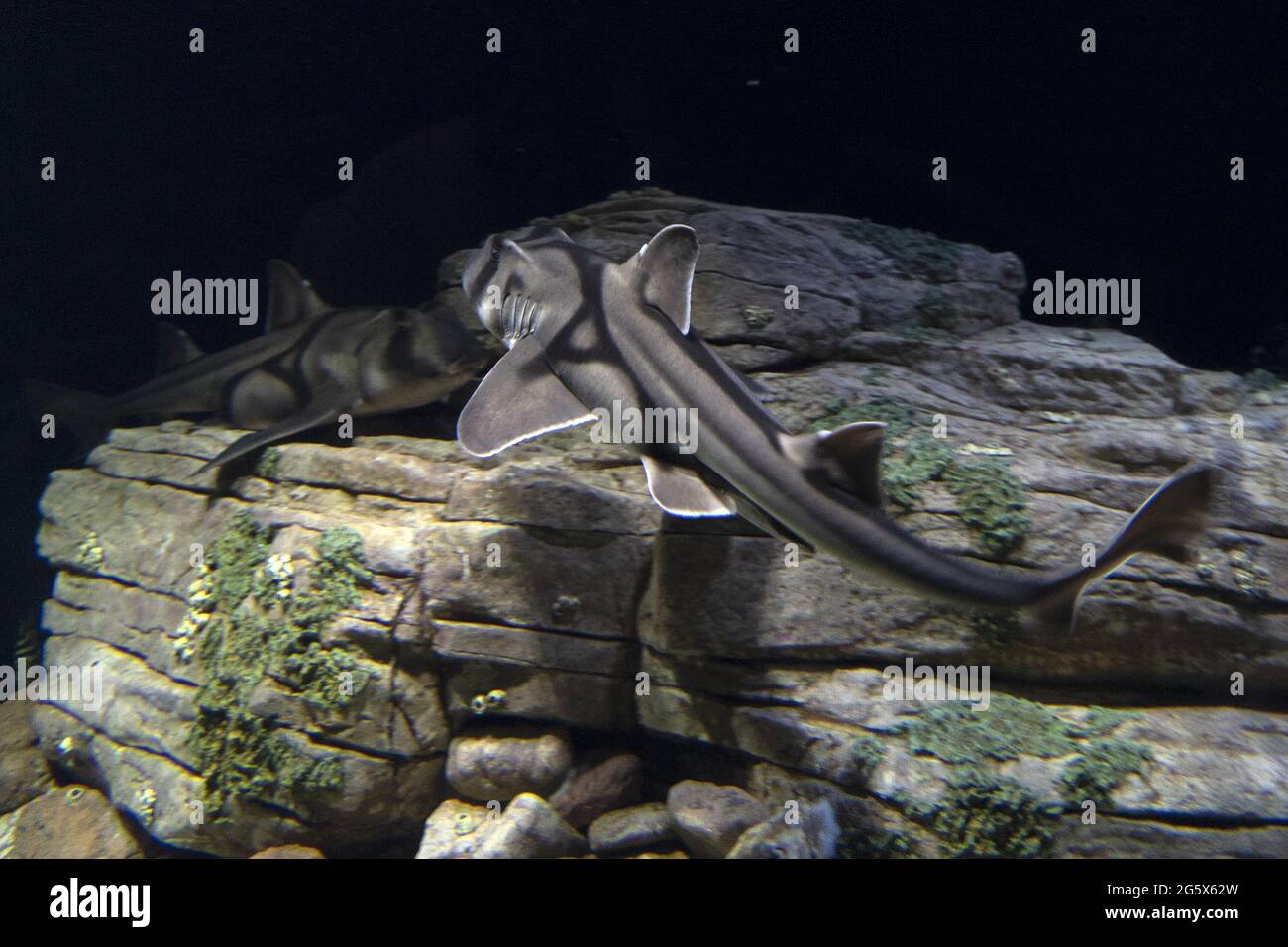 Port jackson shark underwater isolated on black Stock Photo - Alamy