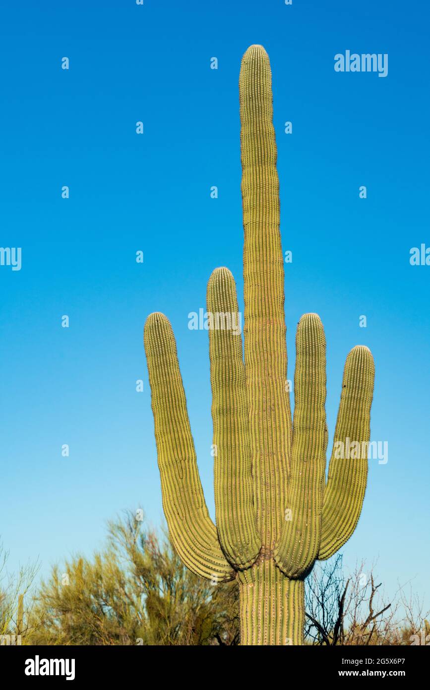 Cacti at Saguaro National Park in Southern Arizona Stock Photo - Alamy